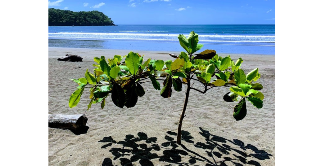 project-estimator - Codesandbox